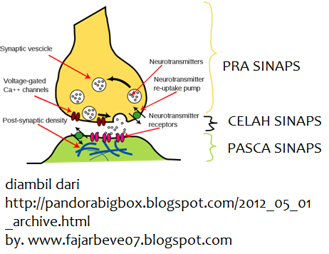 Proses penjalaran impuls saraf ~ GOLEK WANGSIT-Mencari Wahyu