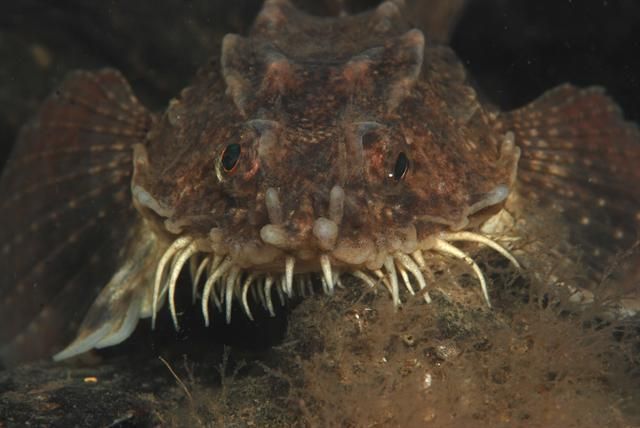 Real Monstrosities: Armed Bullhead