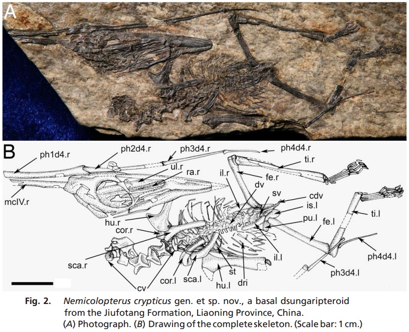 Species New to Science: [Paleontology • 2008] Nemicolopterus crypticus ...