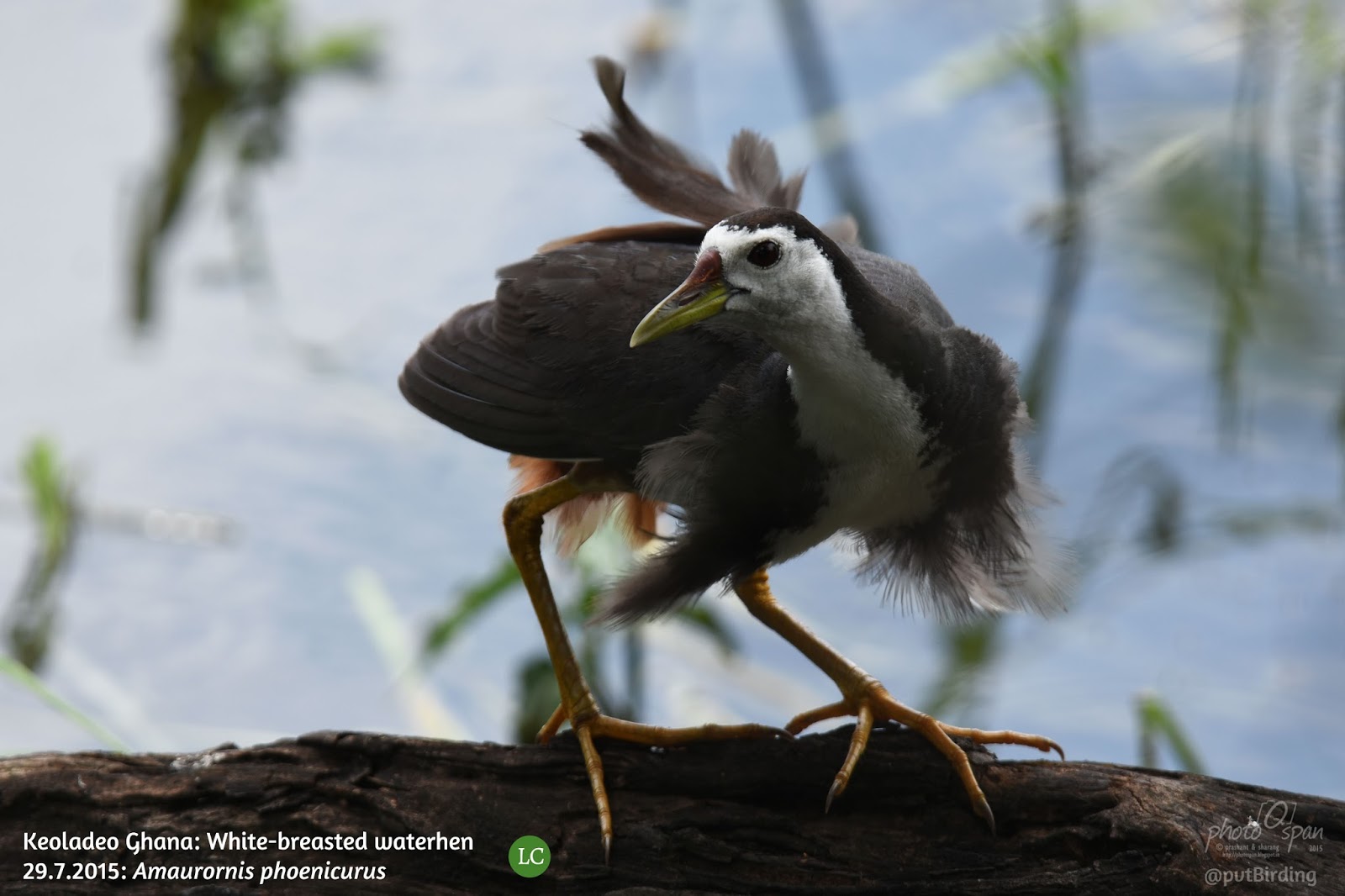 White-breasted waterhen: Amaurornis phoenicurus | Photo Span