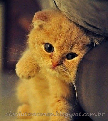 @bsoluta: As imagens mais fofas da internet