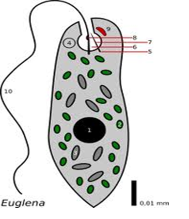 protozoo: ORGANELOS DE PROTOZARIOS