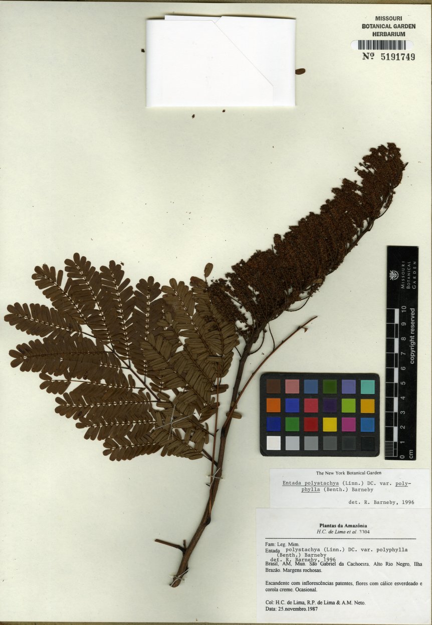 Flora de Puerto Rico Ilustrada Papo Vives: Mimosoideae- ENTADA ...