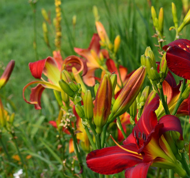 Flower Hill Farm: Fiery Orange Rising Reflecting Giving Life