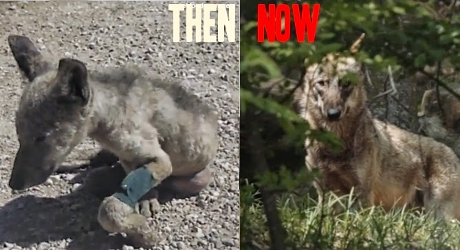 White Wolf : A Story Of Wolves, Rescue And Freedom In The Woods. (Rescue Video)