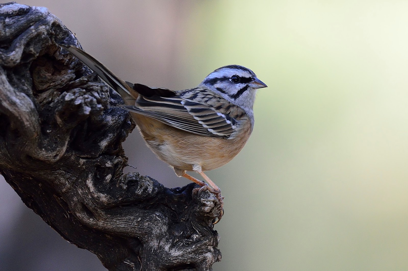 PHOTONATURE: Passeriformes (I)