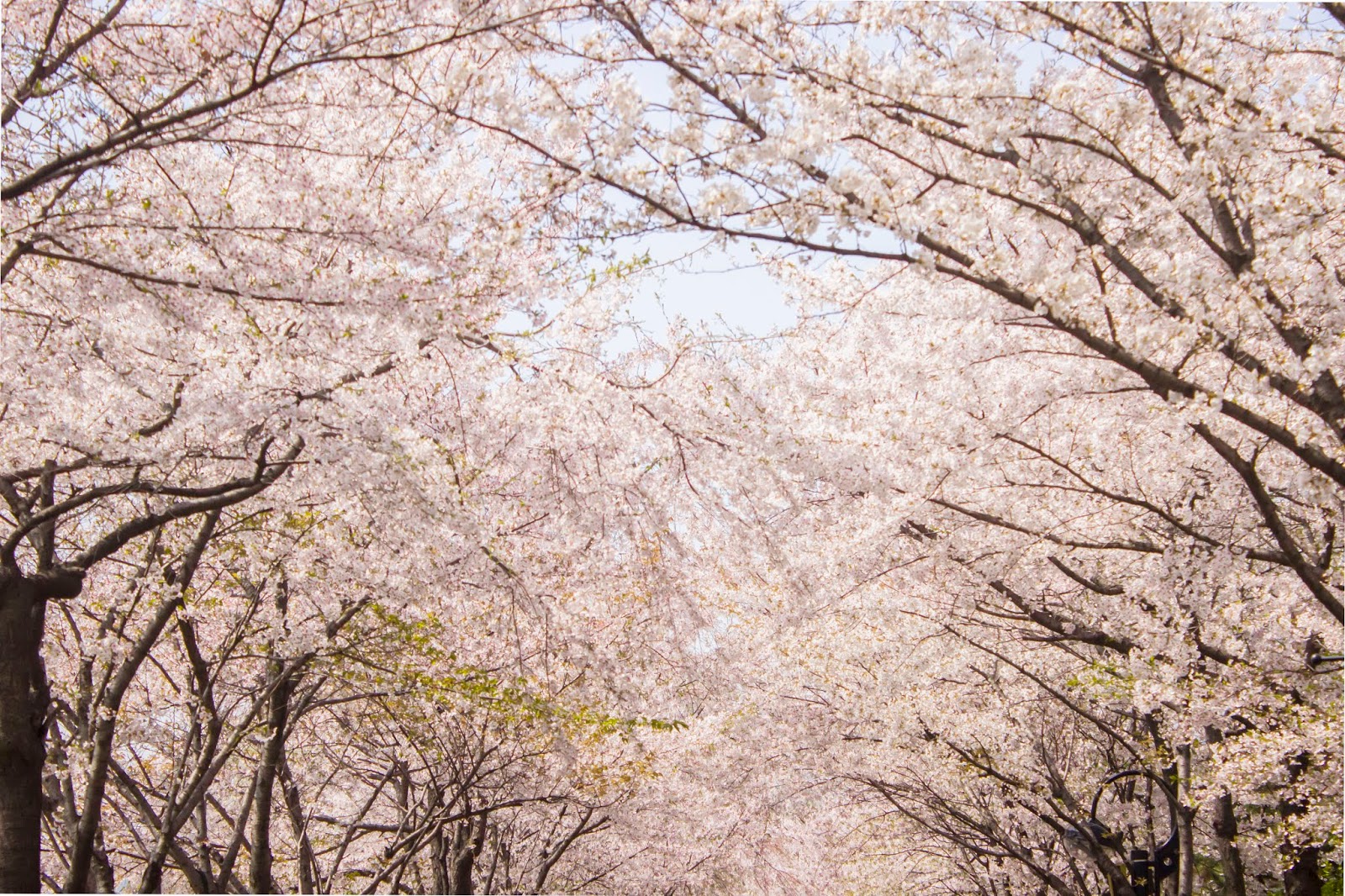 Seoul Travel Guide 2021: Best Spring Destinations in South Korea | The ...