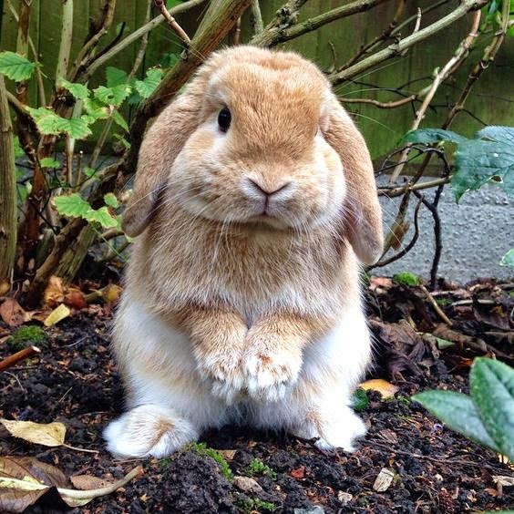 PREDIVNI PATULJASTI KUNIĆI / Rabbit / -I Zečevi-nisu isto.Sve o kunićima.