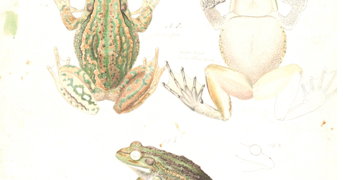 Growling Grass Frog, Litoria raniformis - Arthur Bartholomew