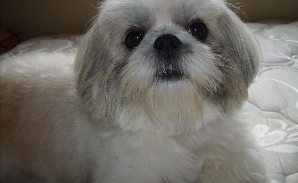 Comportamiento animal : Razas caninas o razas de perros - Shih Tzu o chapi