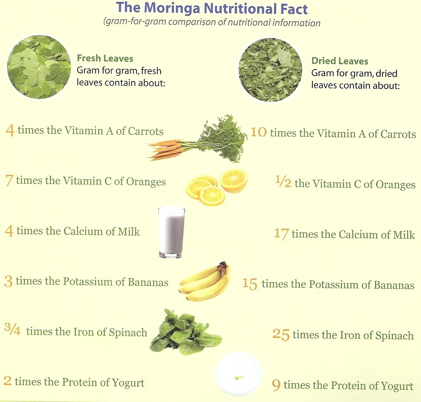 Moringa Oleifera "Malunggay" - The Super Food, The Miracle Tree.