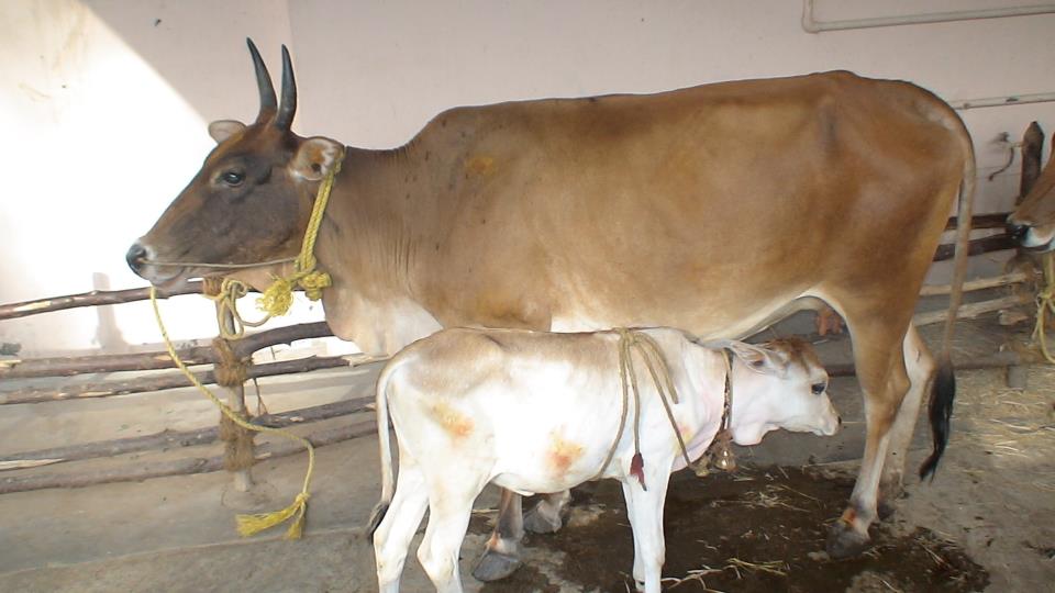 பாரதி பயிலகம் வலைப்பூ: லட்சுமி. - A Short story.