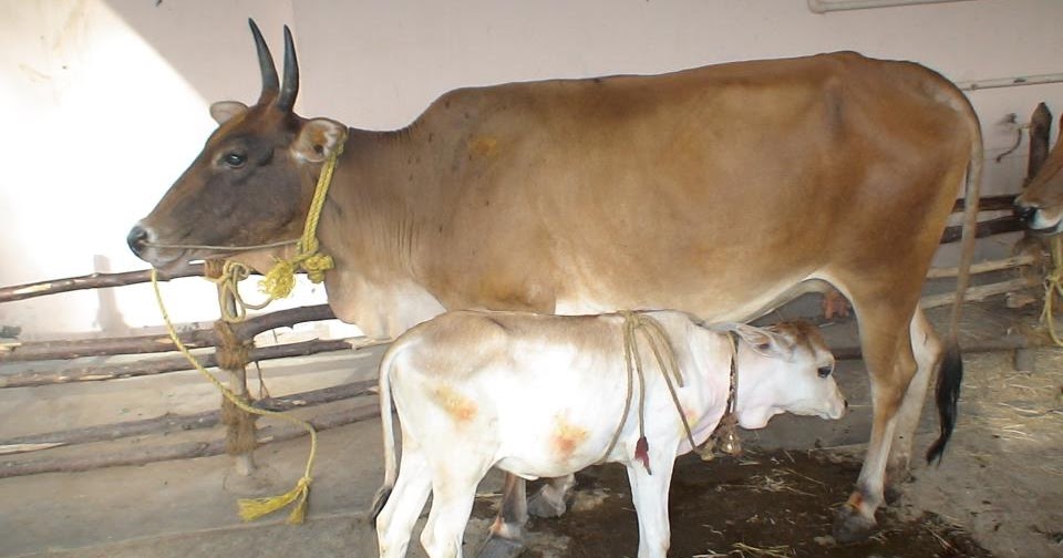 பாரதி பயிலகம் வலைப்பூ: லட்சுமி. - A Short story.