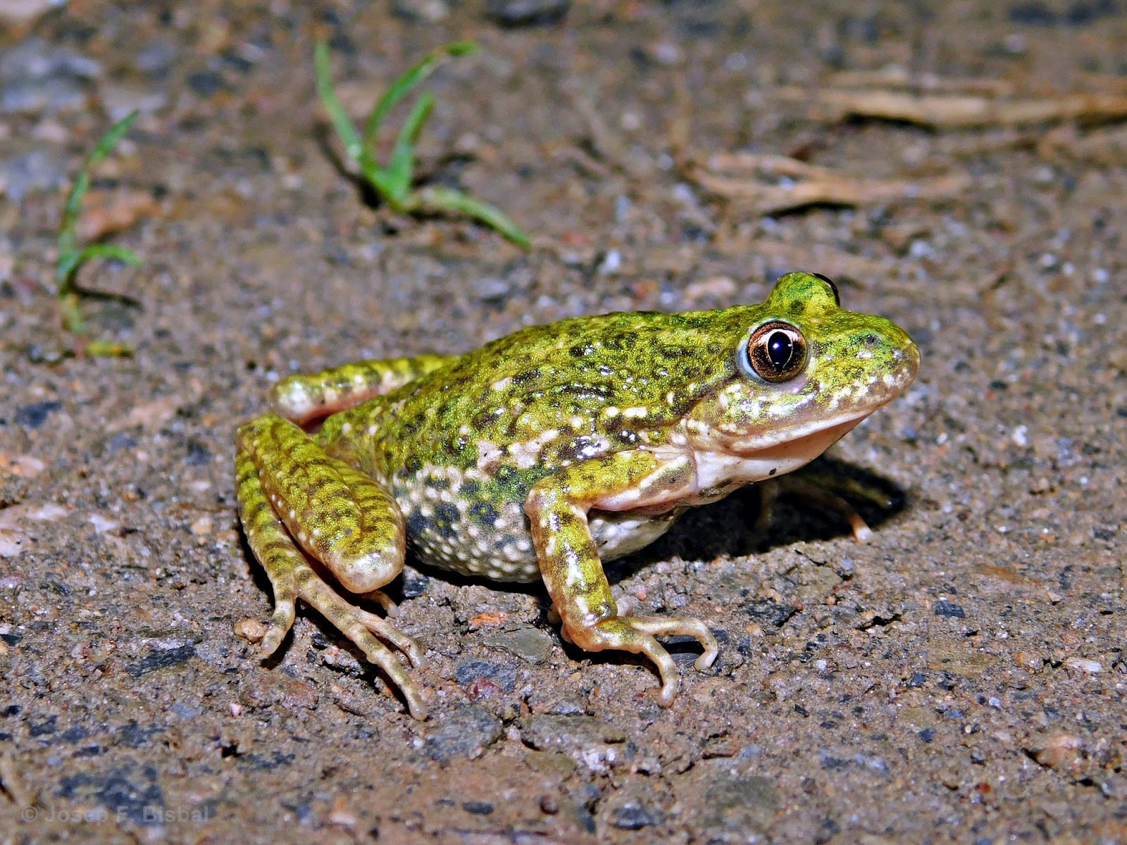 (Paleo-)Herpetología: Pelodytes punctatus - Sapillo moteado septentrional