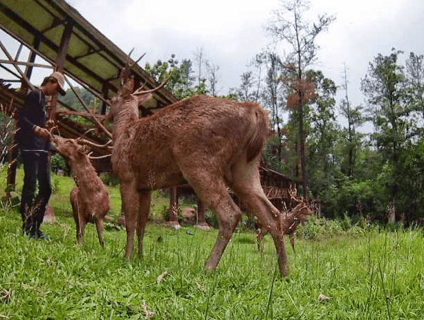 Wisata Bogor Penangkaran Rusa Cariu Agata | Parwisata Indonesia