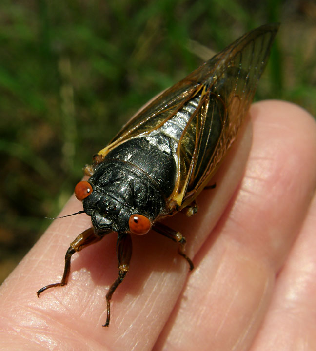Anybody Seen My Focus?: Periodical Cicada (Magicicada tredecim)