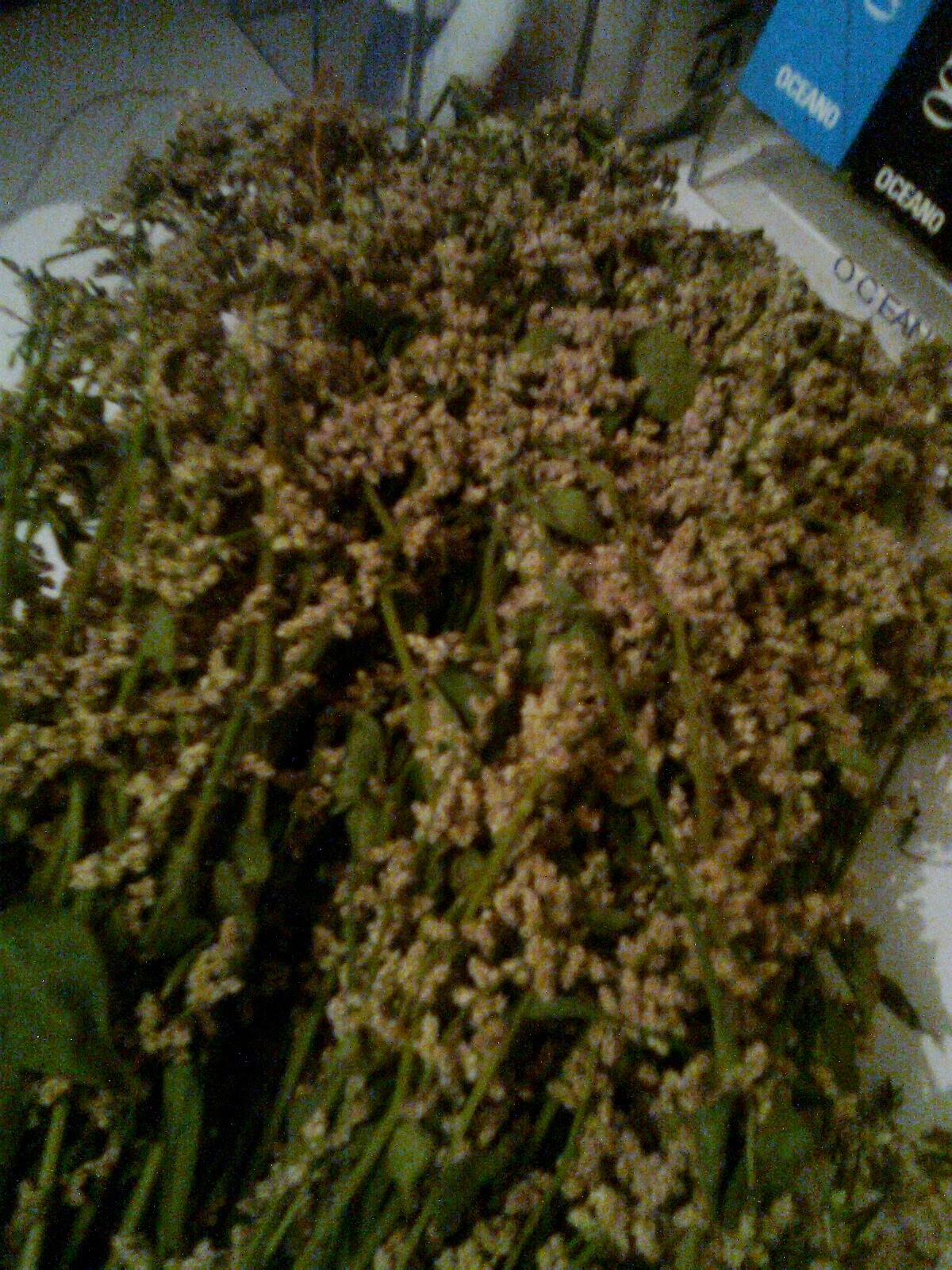 Don George: PLANTAS PARA CURAR EL PIQUETE DEL ARLOMO