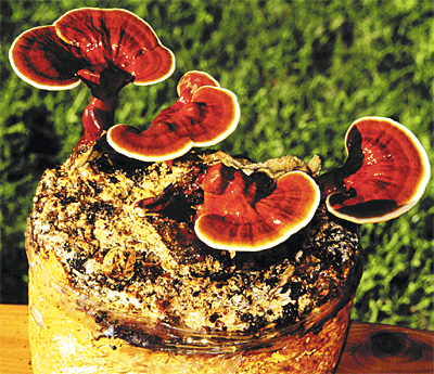 BUDIDAYA JAMUR LING ZHI / REISHI / GANODERMA LUCIDUM BAGIAN 3 - Pusat ...