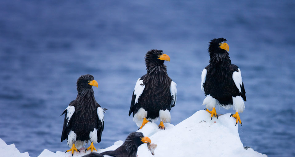 Sea Eagle | The Life of Animals