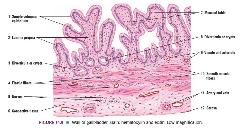Histologi Sistem Pencernaan-Usus Halus dan Usus Besar | BlogK Putih
