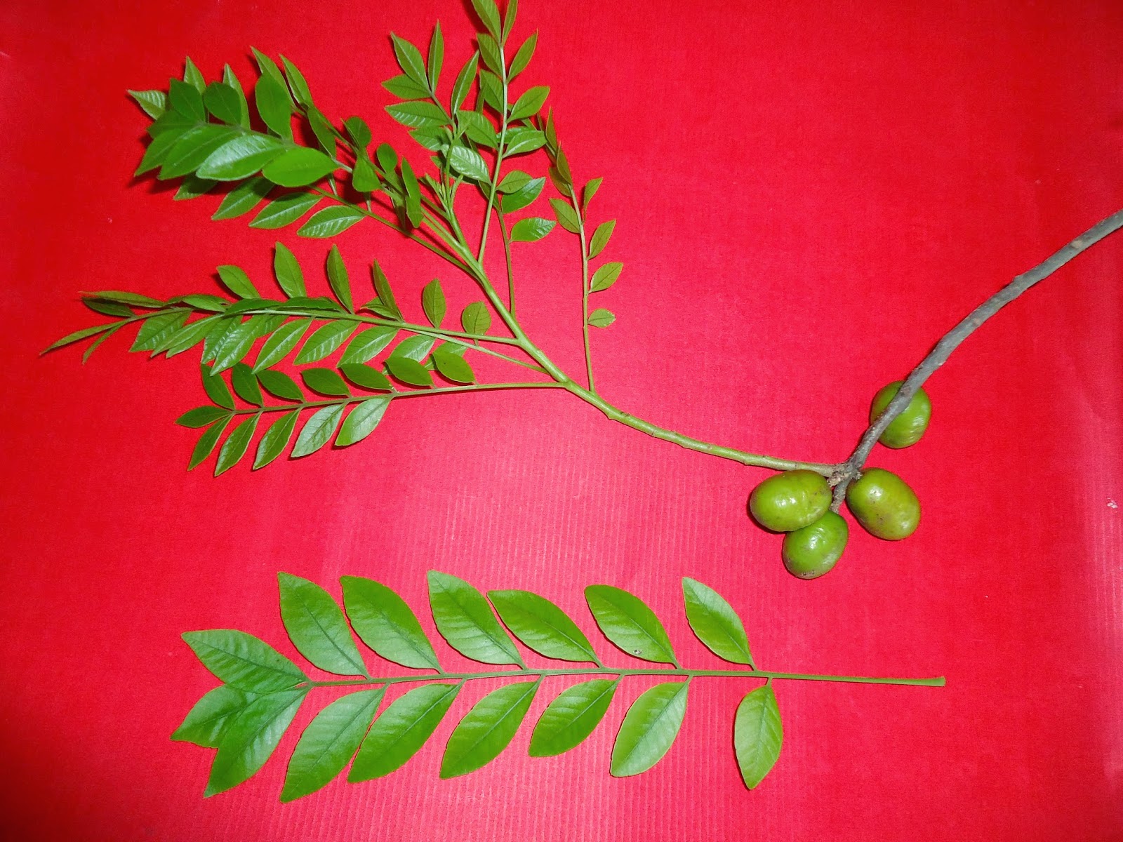 v e r d e c h a c o: Ciruelo / Jocote / Jobo