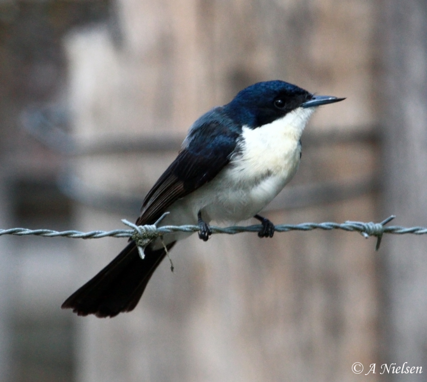 Out and about in Cooloola: Mary Glen cont.