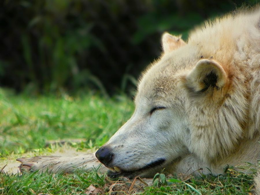 White Wolf : 17 Photos of "Sleeping Wolves" Will Make You Envious to ...