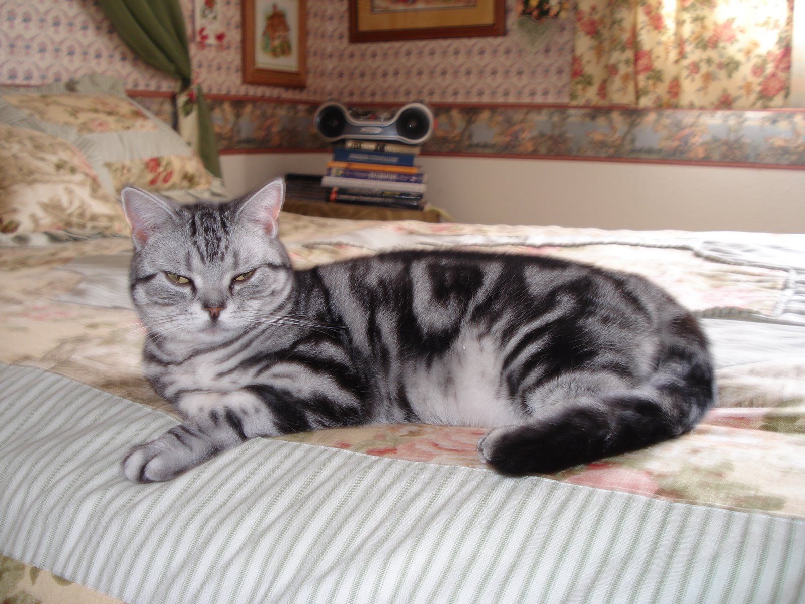 American Shorthair silver tabby cats ~ Cat Lovers