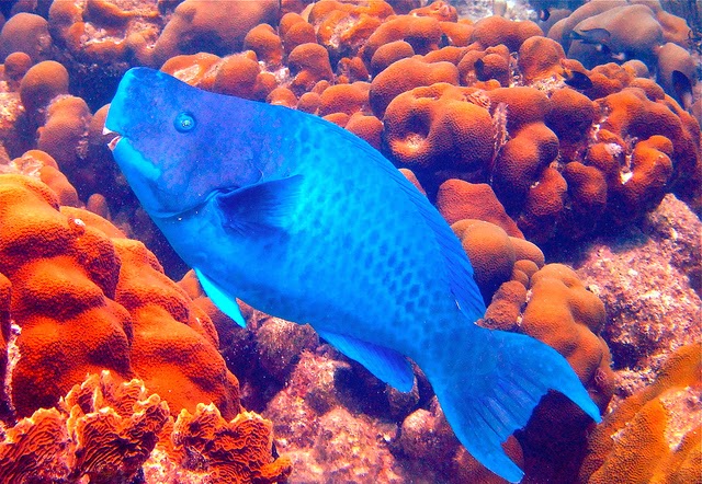 PARROTFISH photos - wallpapers (ανανεωμένο) | the fun bank