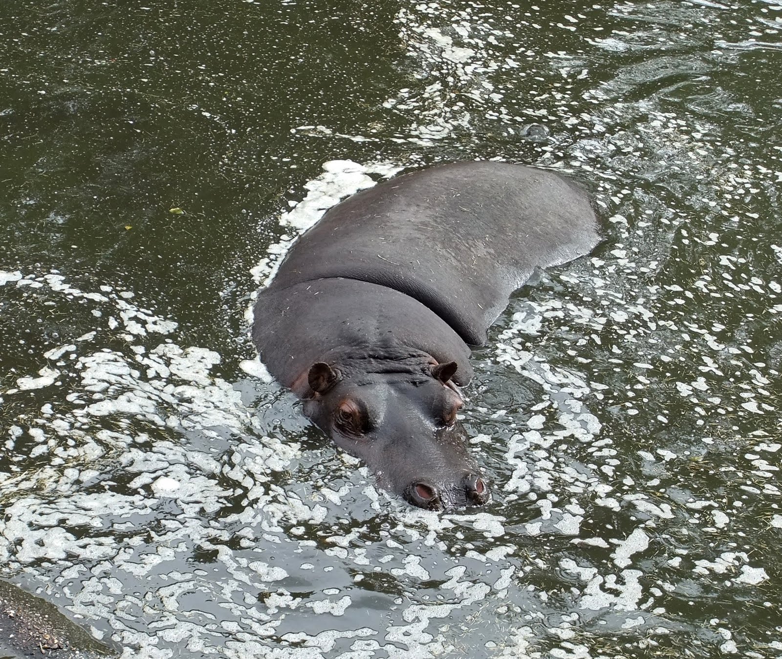 ShukerNature: SURF HIPPOS, HERE THEY COME!