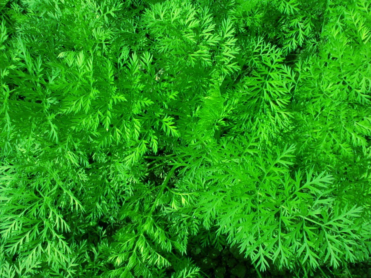 NaturalBD: Flower and Leaf