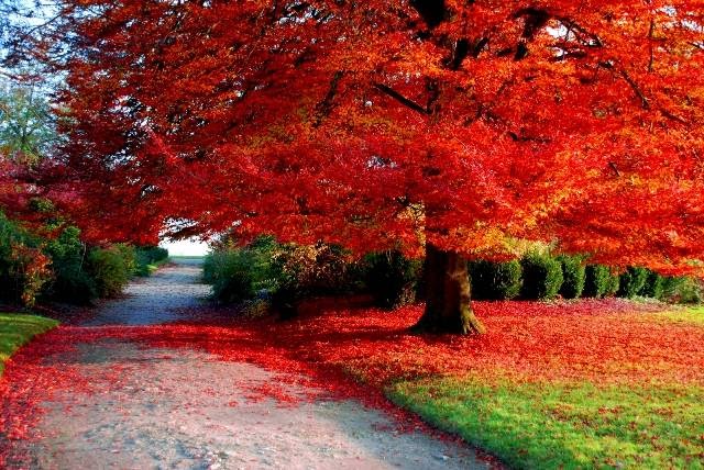 Significado da cor Vermelha - A cor da paixão