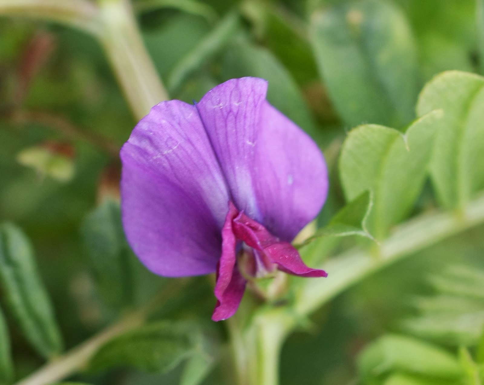 HORTA À PORTA: VICIA SATIVA (ERVILHACA, COMMON VETCH, VECCIA COMUNE ...
