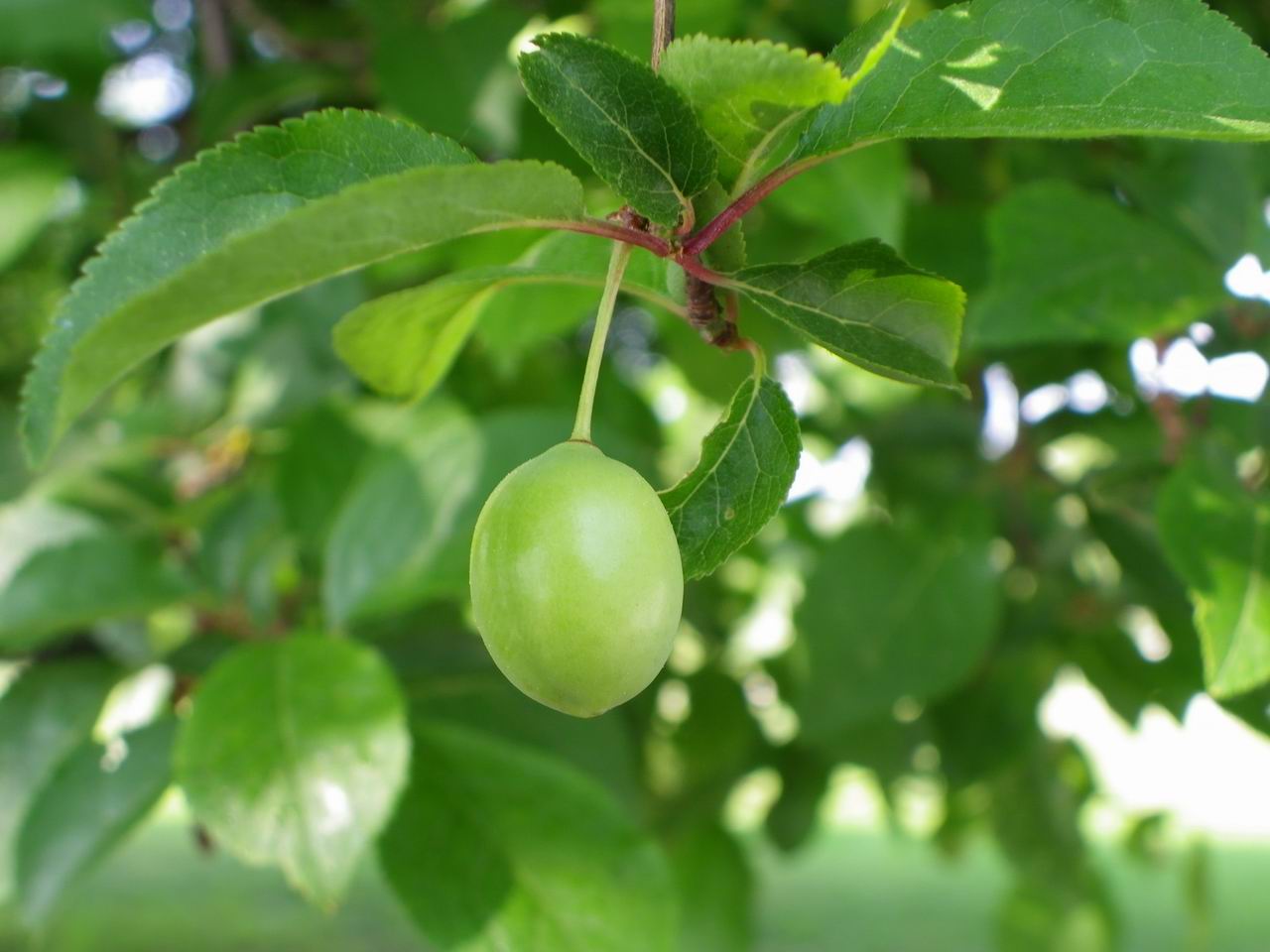Evariste Zephyrin - photographer: Le prunier près de la roche