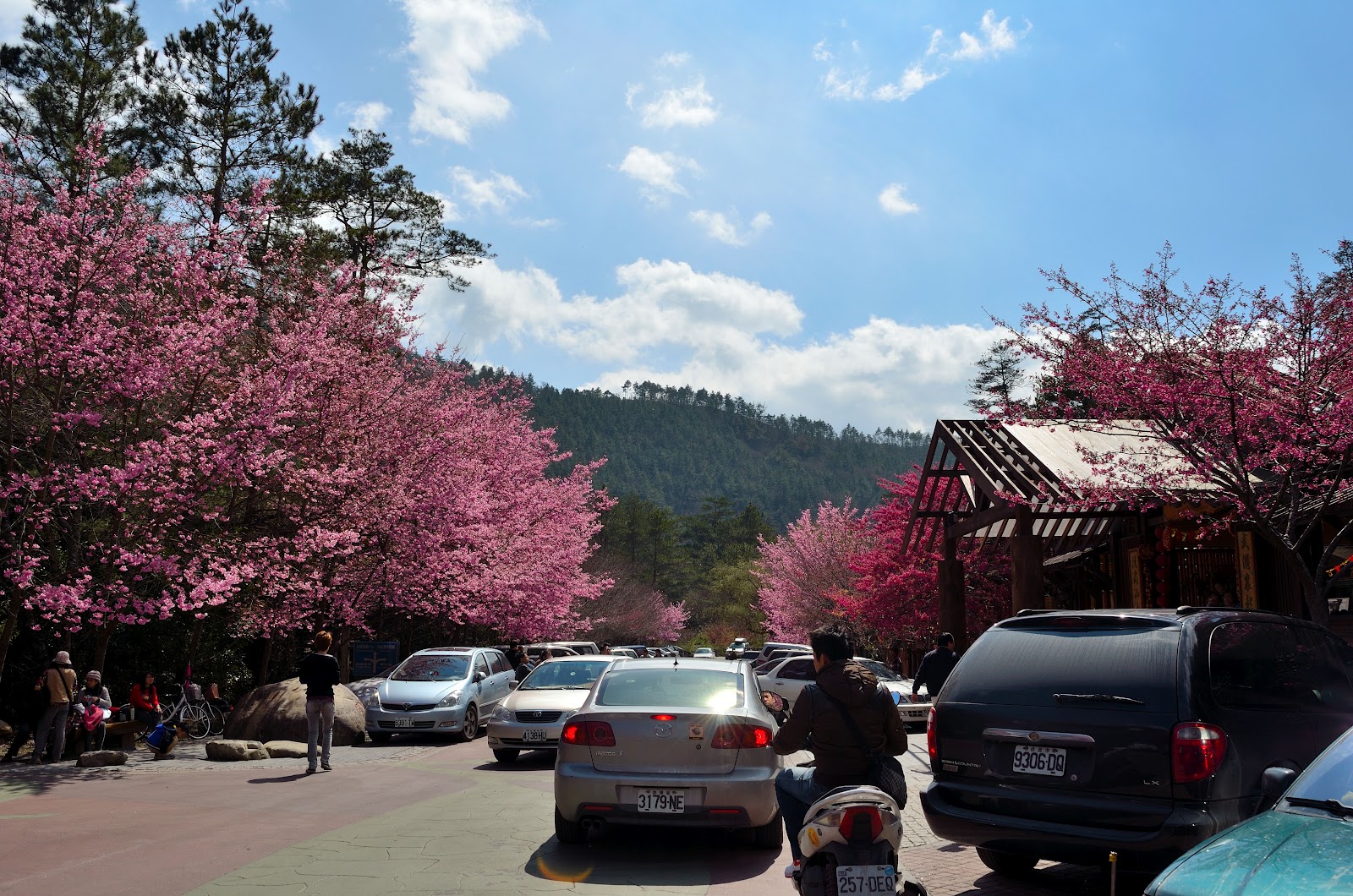 旅人的瘋狂: 傻瓜二部曲，武陵櫻花雨