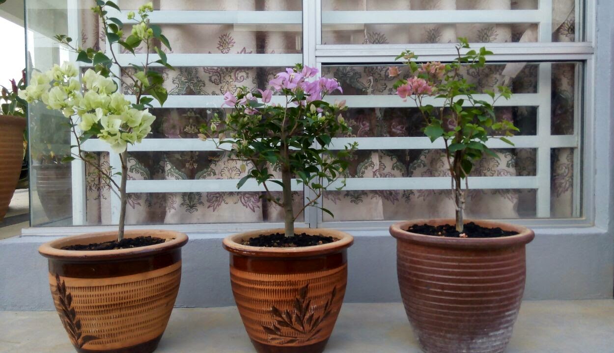 Ceritera FLK: :: Tanam Pokok Baru dalam Pasu