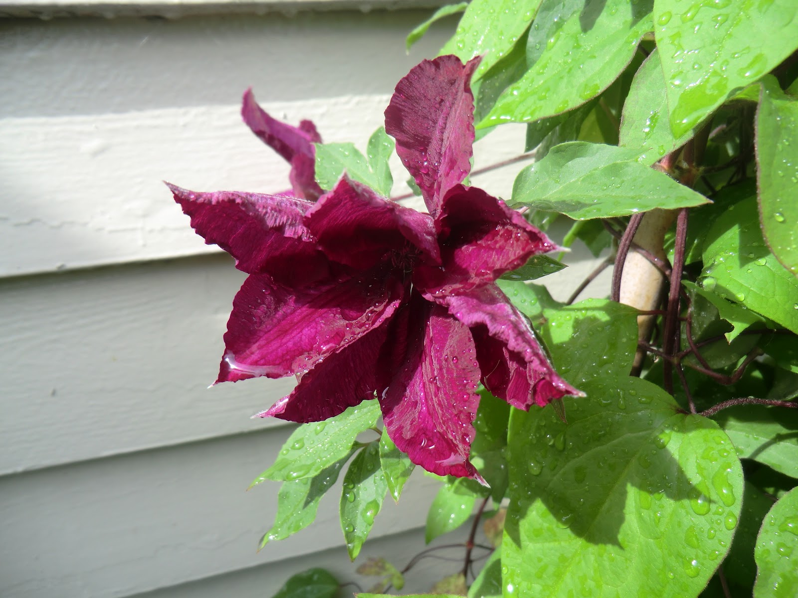 Romerikshaven: Roser og klematis 2