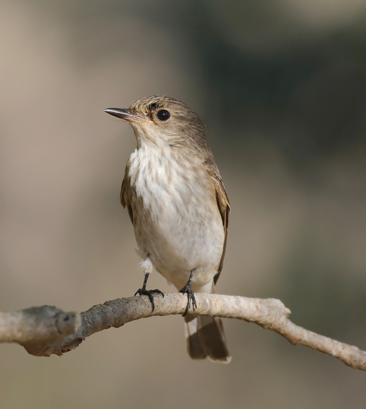 Another Bird Blog: Do The Splits