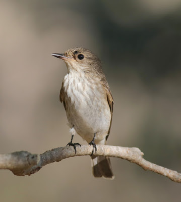 Another Bird Blog: Do The Splits