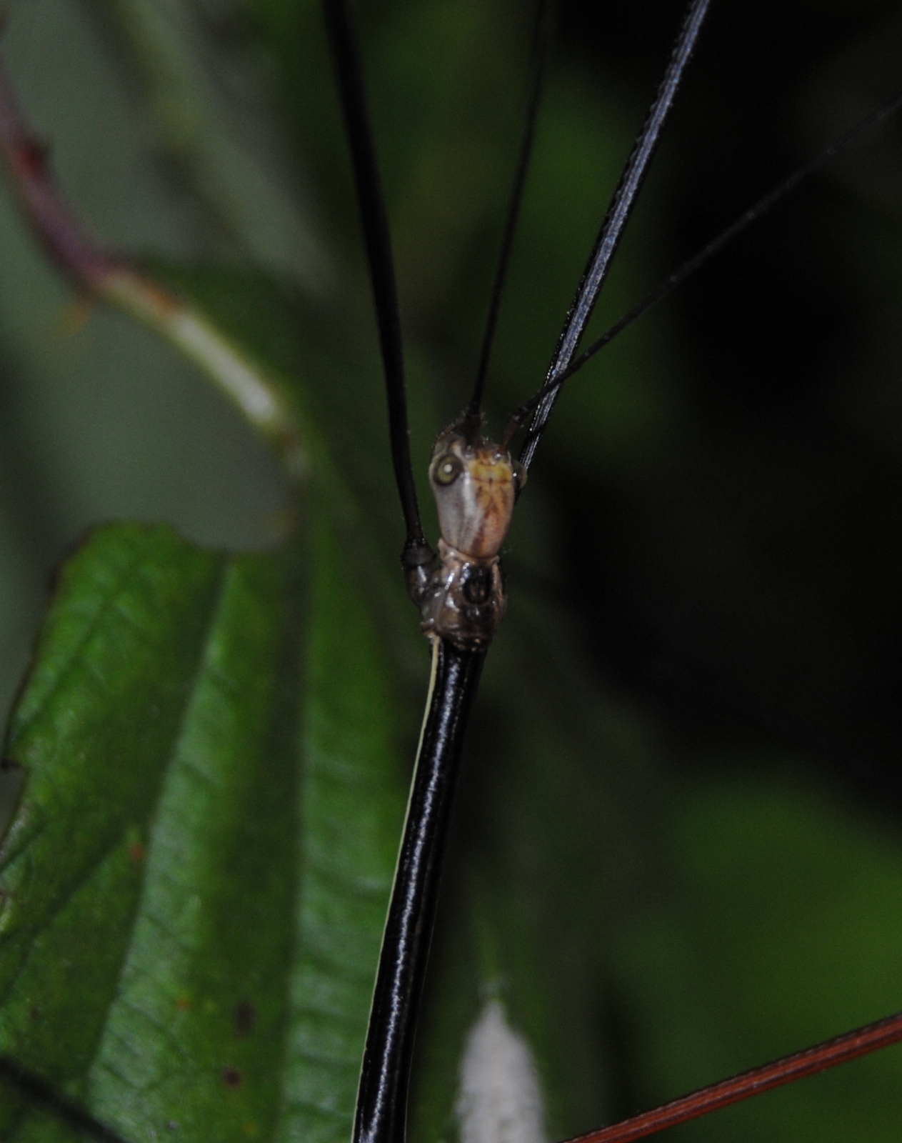 CLONOPSIS: Ramulus sp. 'Tam Dao'