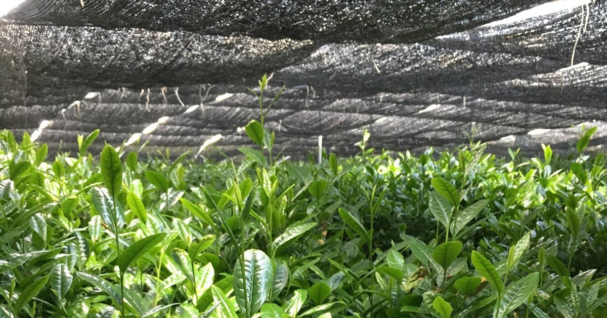 Matcha Green Tea Plantation May 2019