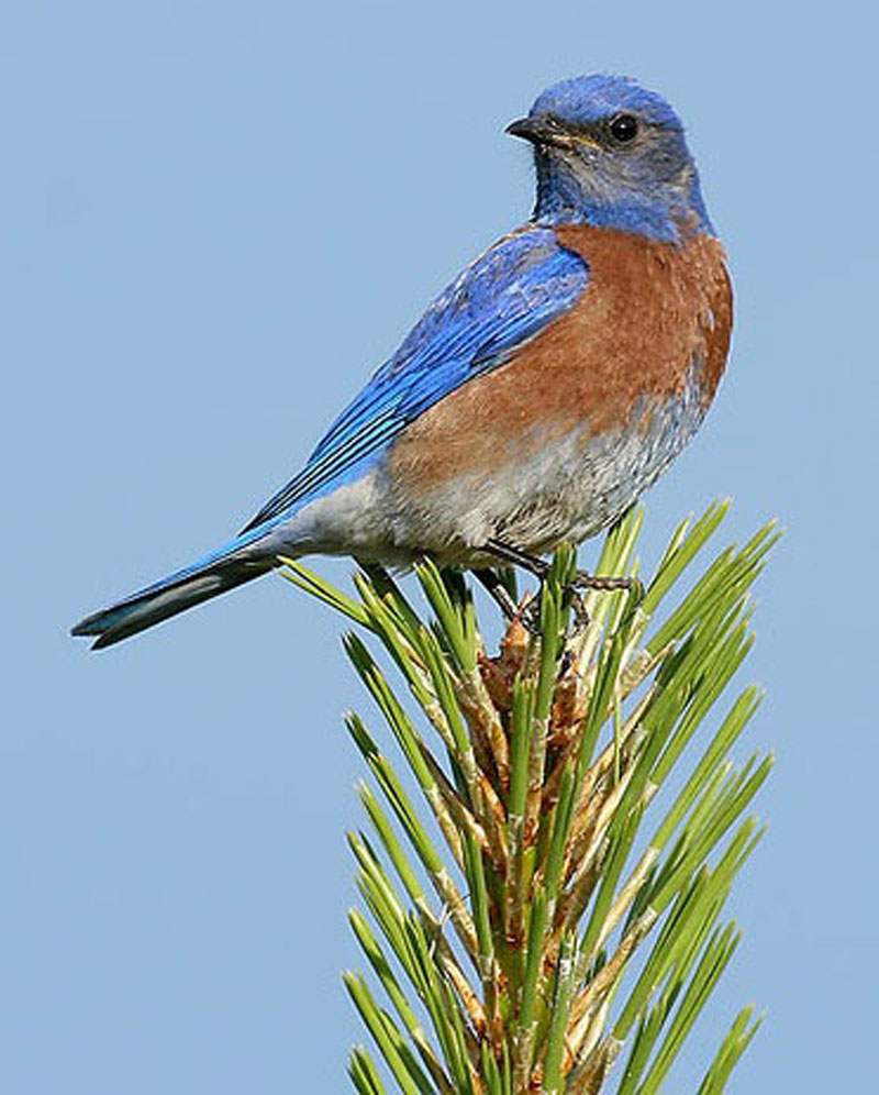 Birds: Western Bluebird