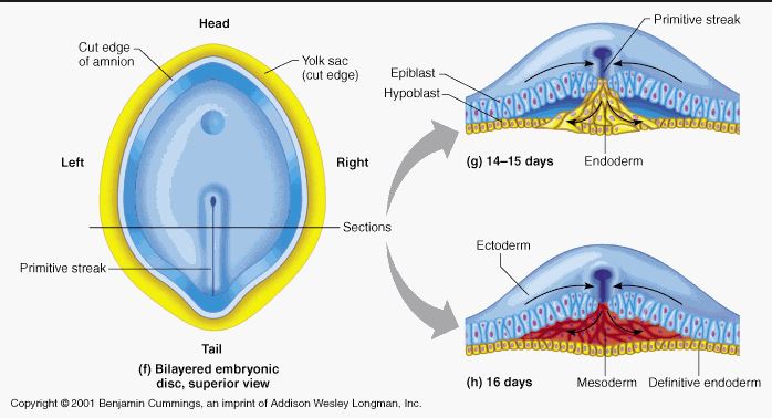 Mesoderm |Genetic Engineering Info