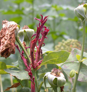 Piedmont NC Gardening: Here it Comes - Rose Rosette Disease