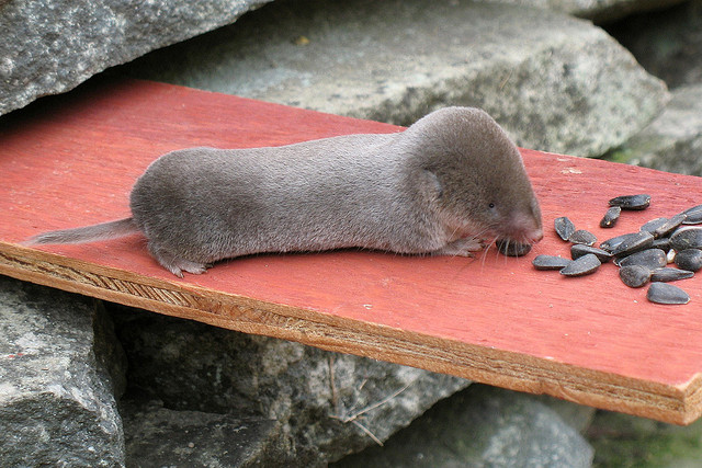 Monster-Animal: 10 Mamalia Berbisa di Dunia