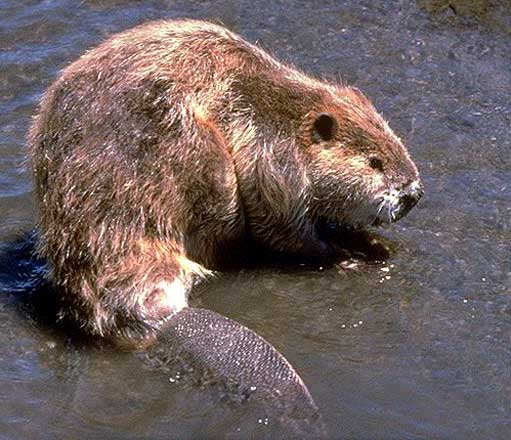 :: Na Contramão ::: Castores derrubam a árvore evolutiva