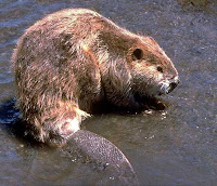 :: Na Contramão ::: Castores derrubam a árvore evolutiva