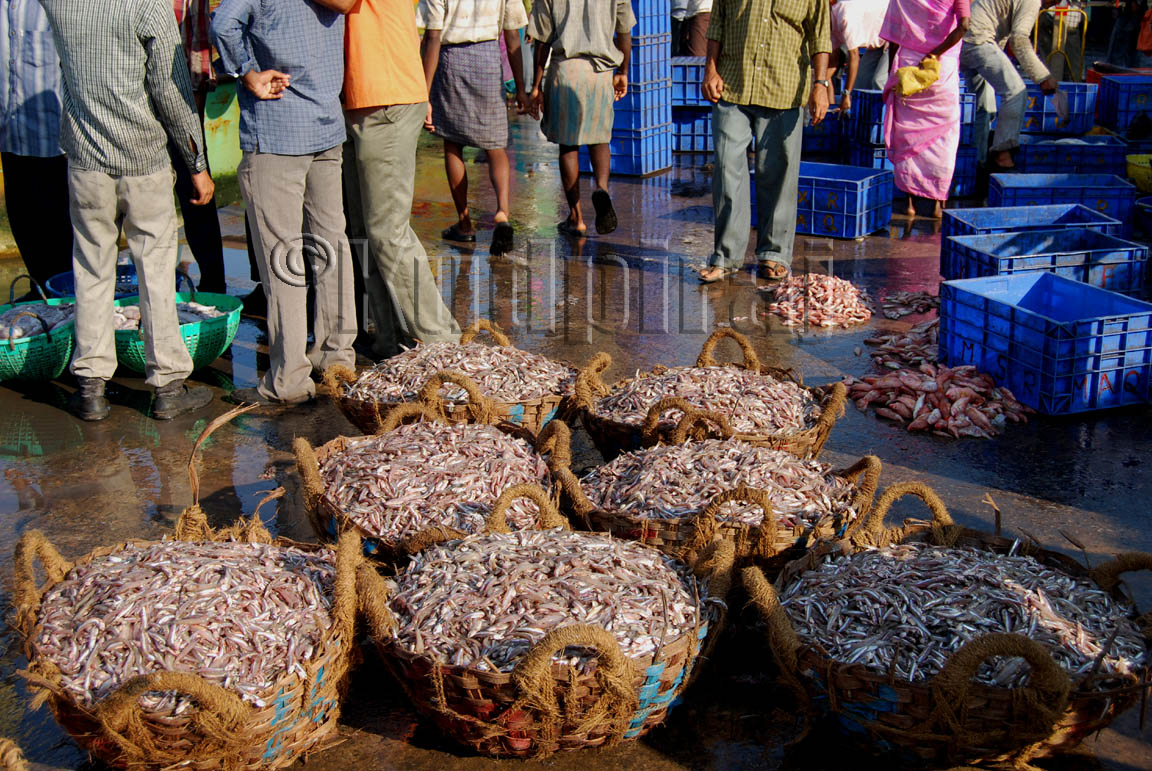 Kudpiraj's Garam Tawa: Fishing in Mangalore