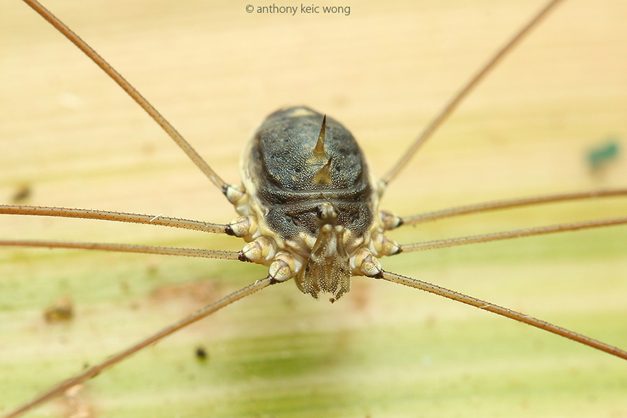 Macro Photography: Harvestmen, Opiliones