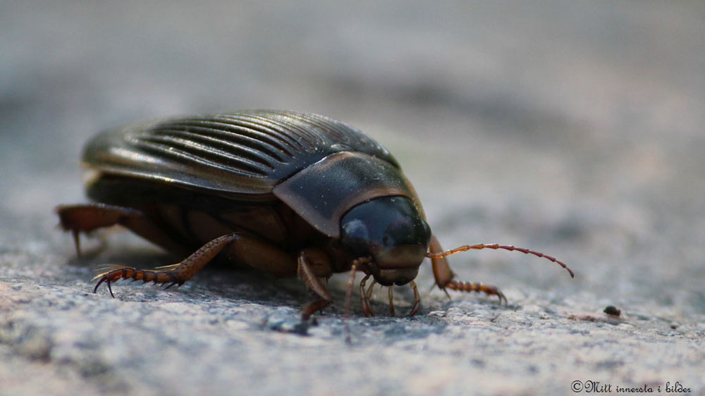Mitt innersta i bilder !: Den stora skalbaggen Dykaren